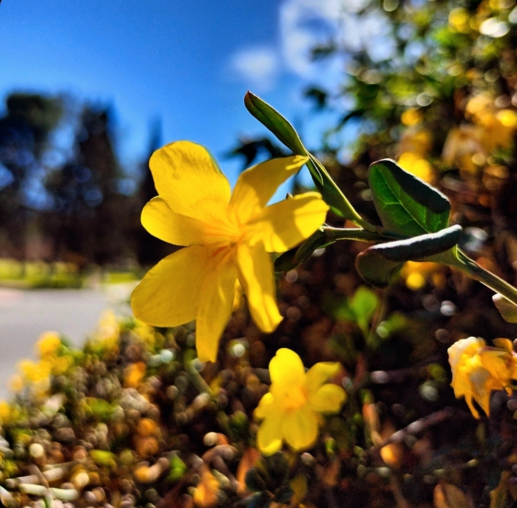 Primrose jasmine from Calz Antonio Narro 1923, Buenavista, 25315 ...