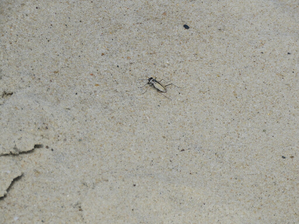 Eastern Beach Tiger Beetle in August 2020 by quandary · iNaturalist