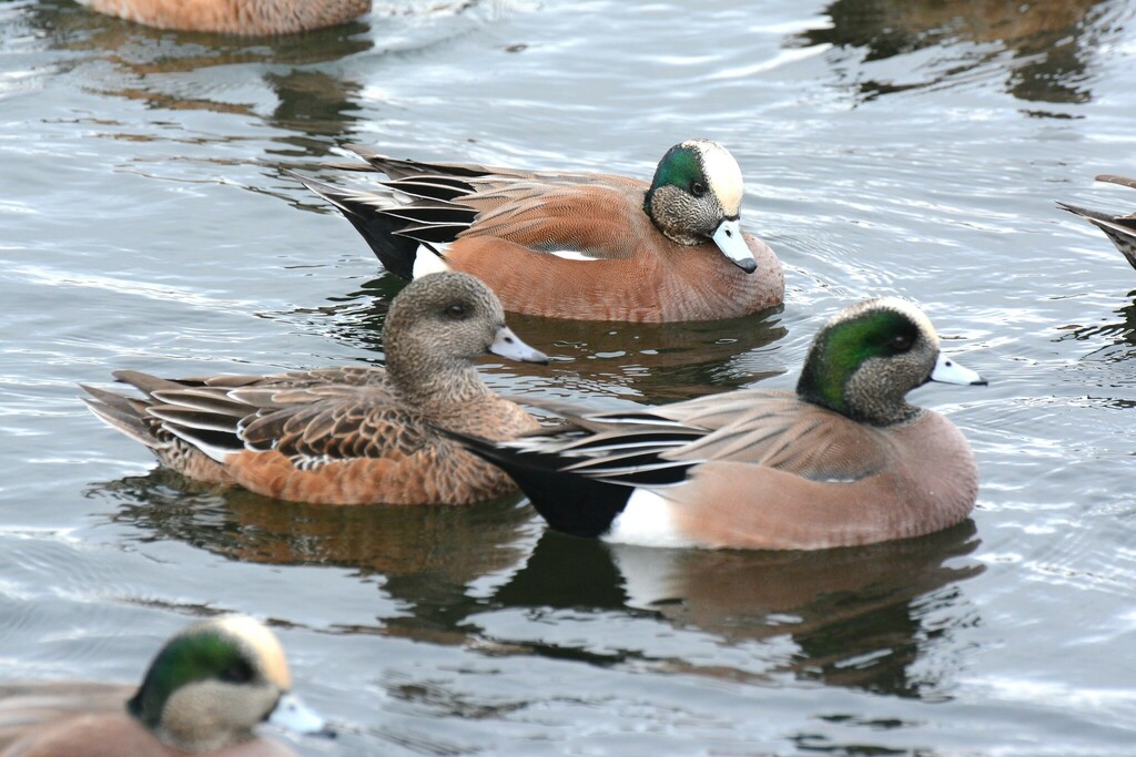 American Wigeon from Green Lake, Seattle, WA, USA on January 10, 2024 ...