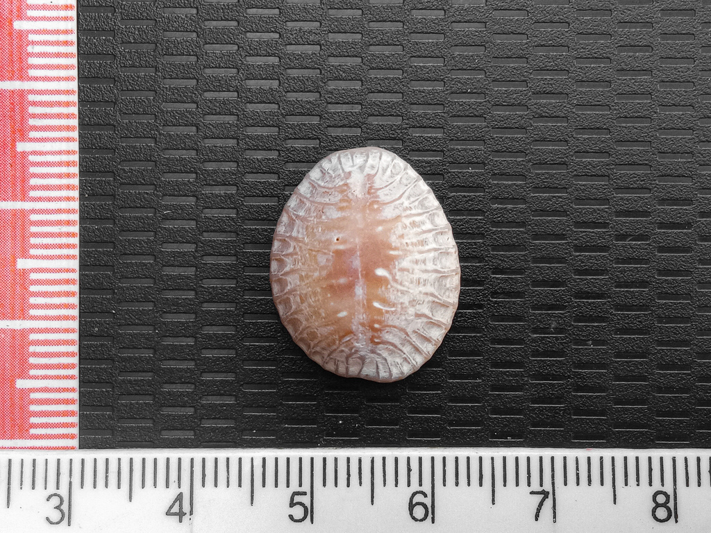 Pusula radians from Manta, Ecuador on November 10, 2023 at 07:58 AM by ...