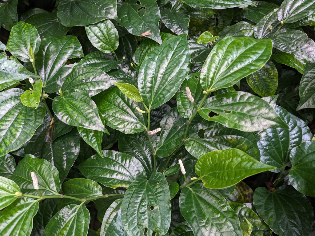 Lolot Pepper from Museum, Singapore on January 3, 2024 at 11:37 AM by ...