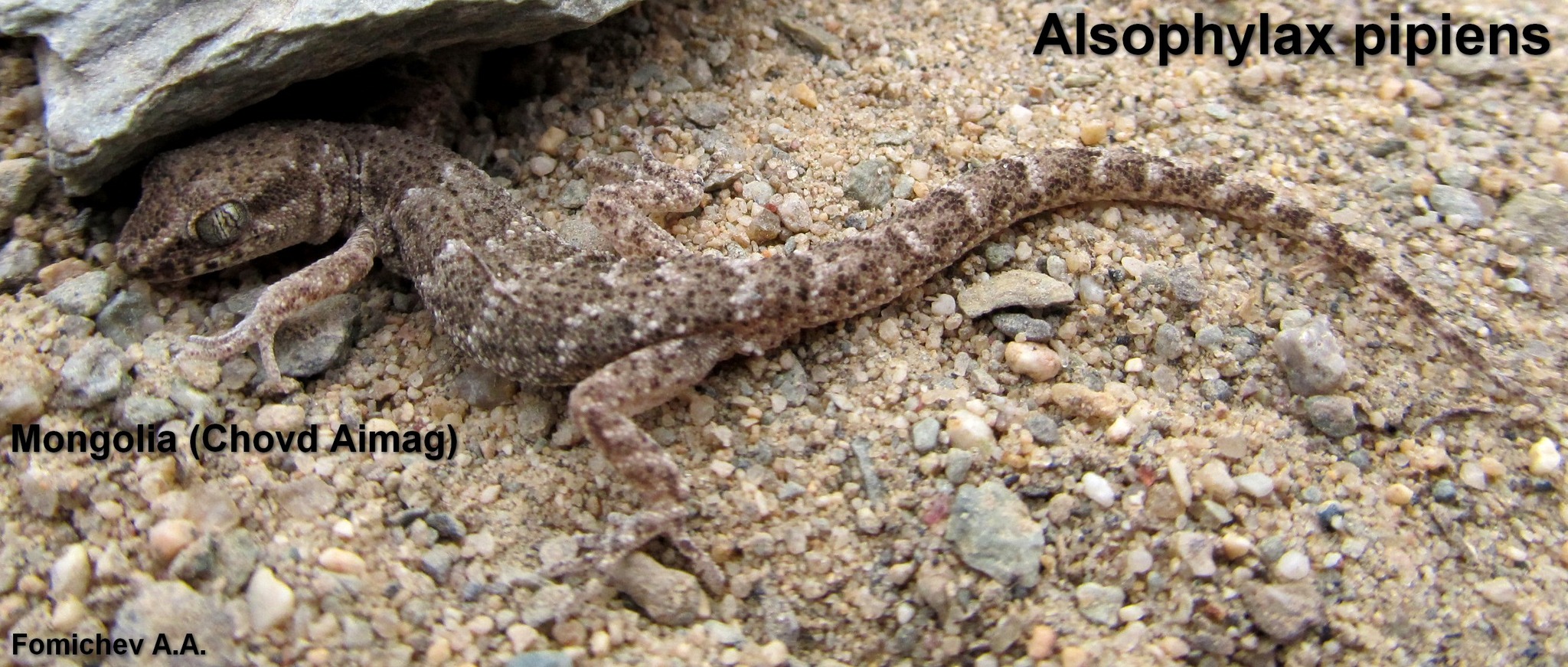 Alsophylax pipiens (Pallas, 1827)