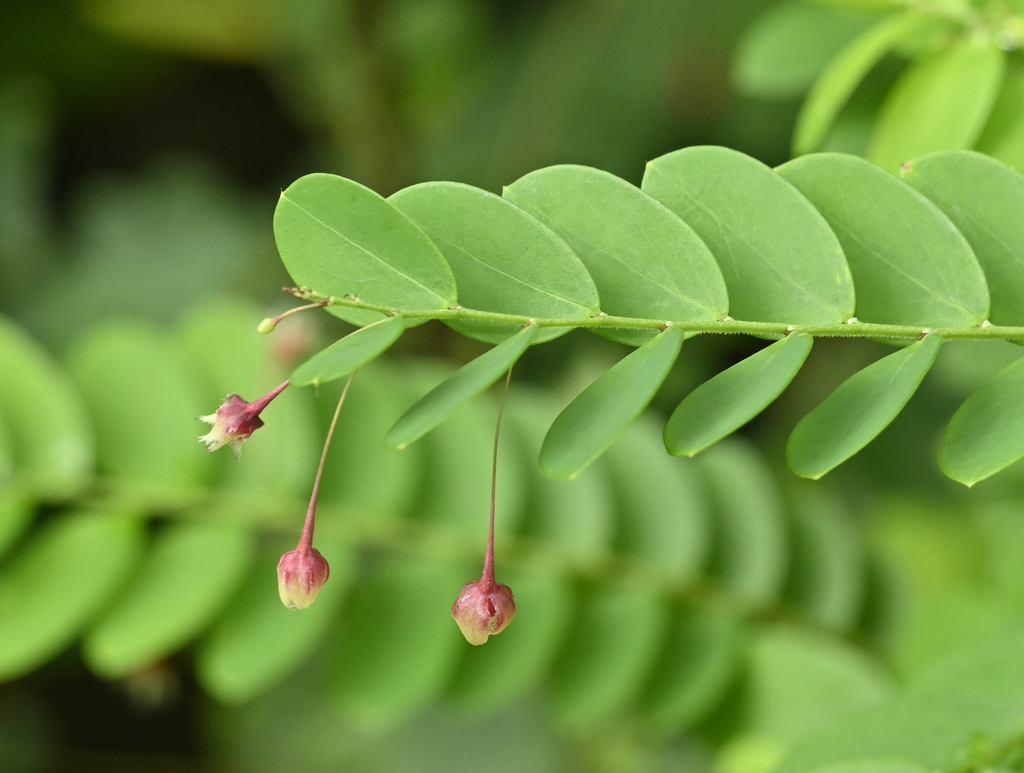 Tropical leaf-flower from 1 Cluny Rd, Singapore Botanic Gardens ...