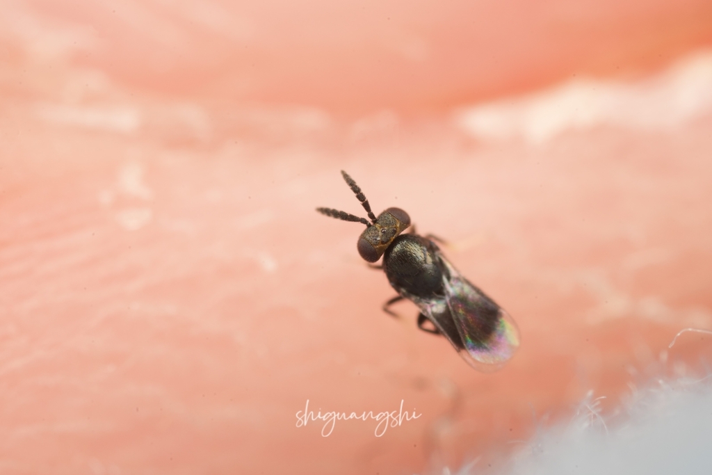 Coccophagus from Ningbo, CN-ZJ, CN on January 27, 2024 at 01:41 PM by ...