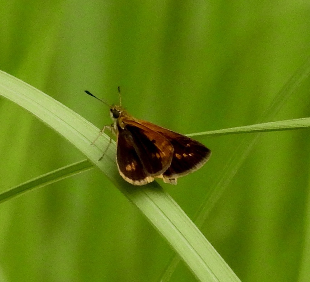 Suniana lascivia neocles from Mareeba QLD 4880, Australia on January 27 ...