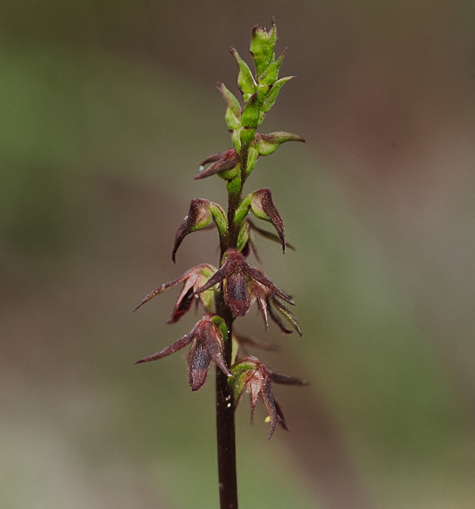Genoplesium filiforme in January 2024 by Philip Rae · iNaturalist