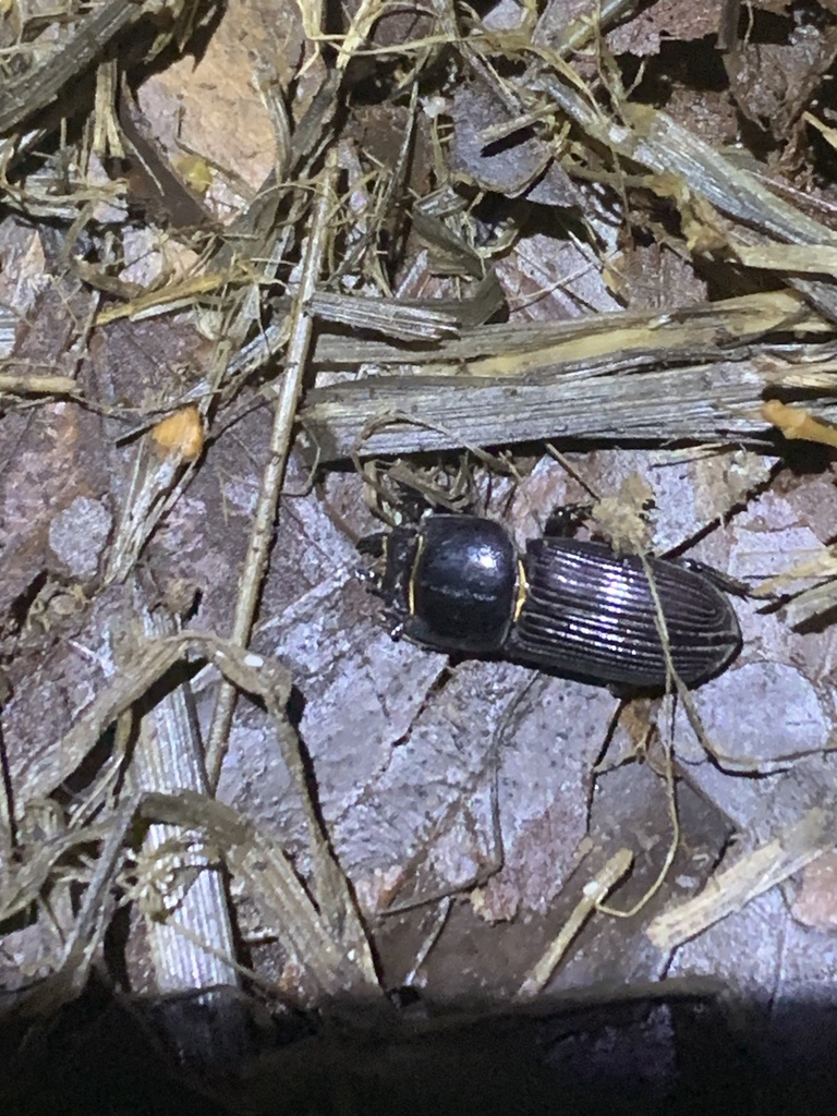 Bess Beetles from Cassandra St, Chapel Hill, QLD, AU on January 20 ...