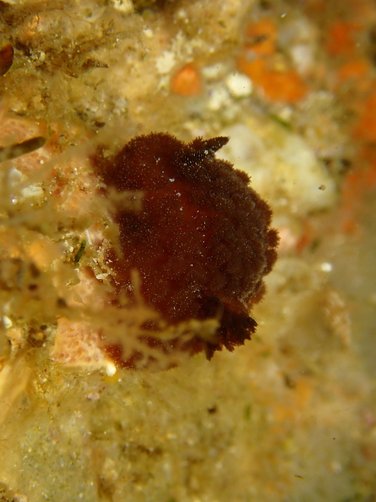 Gastropods from Tasman Sea, Sandy Beach, NSW, AU on January 27, 2024 at ...