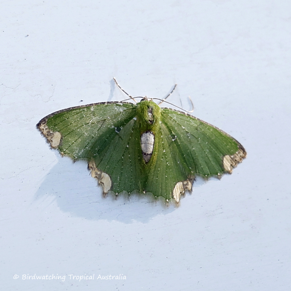 Eucyclodes goniota from Cairns QLD, Australia on July 28, 2023 at 08:21 ...