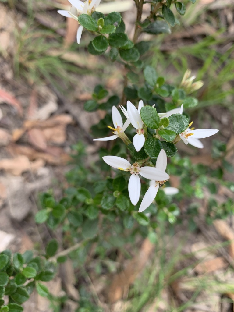 Silky Daisy-bush from Nullica State Forest, Eden, NSW, AU on January 27 ...