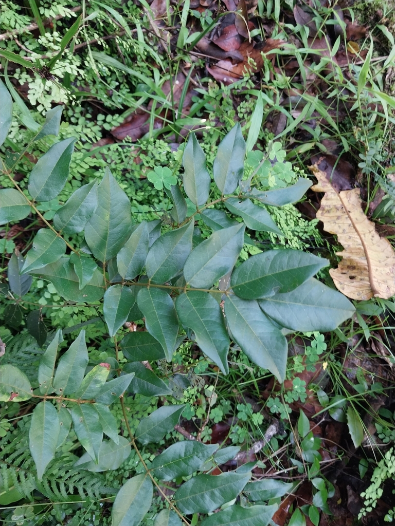Blood Vine from Kenilworth QLD 4574, Australia on January 27, 2024 at ...