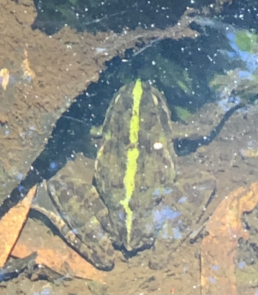 Common River Frog from Mazowe, Zimbabwe on November 17, 2021 at 11:13 ...