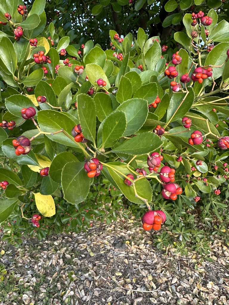 Japanese spindle tree from Sho, Izumi, Kagoshima, JP on January 27 ...