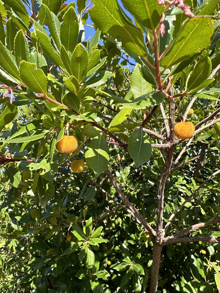 strawberry tree from Dugi otok, Luka, 13, HR on October 2, 2023 at 01: ...