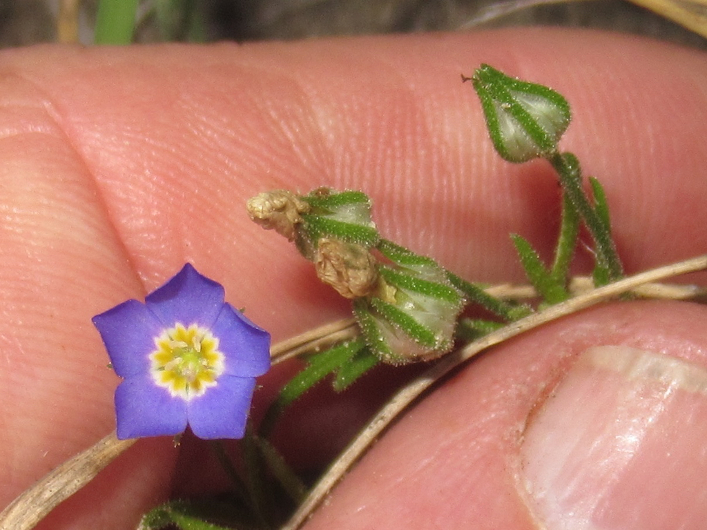 South Texas Gilia from Lake Corpus Christi SP, San Patricio Co., TX on ...