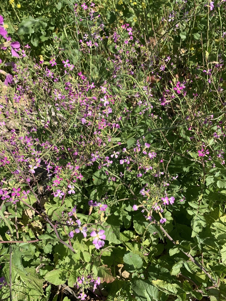 wild radish from 90732, Rancho Palos Verdes, CA, US on April 13, 2019 ...