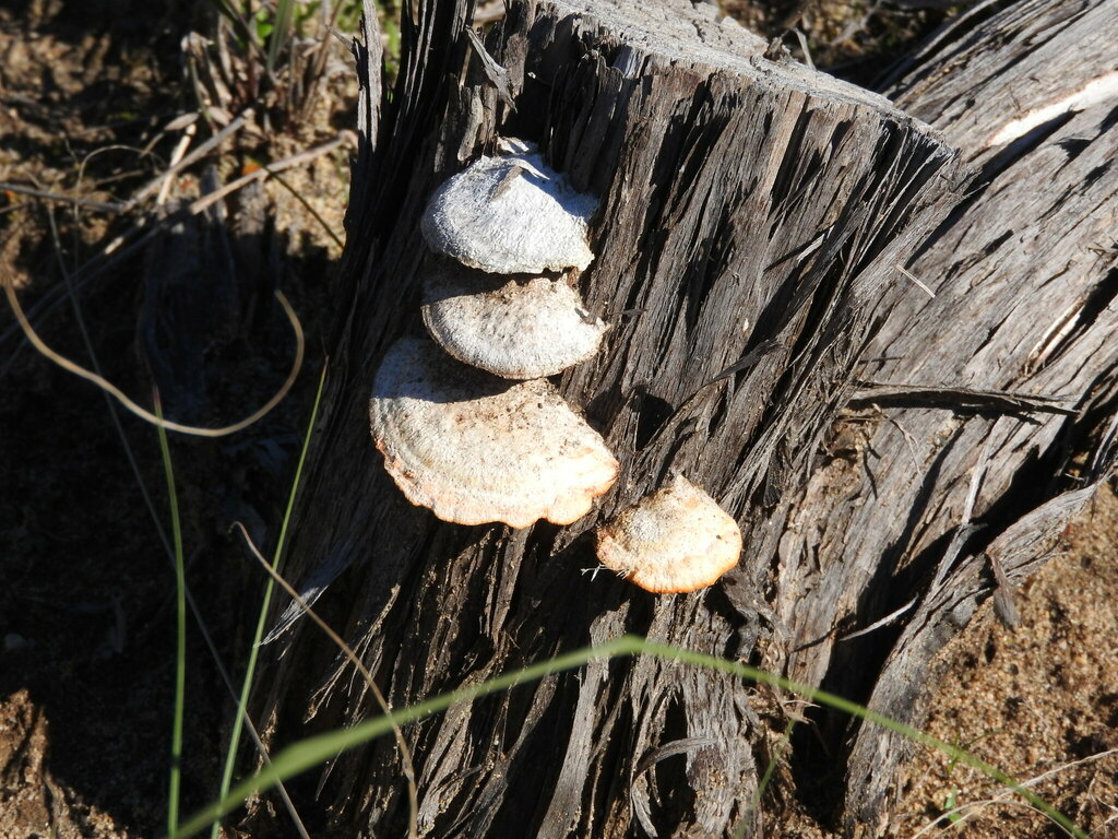 Southern Cinnabar Polypore from Perth WA, Australia on July 8, 2018 at ...