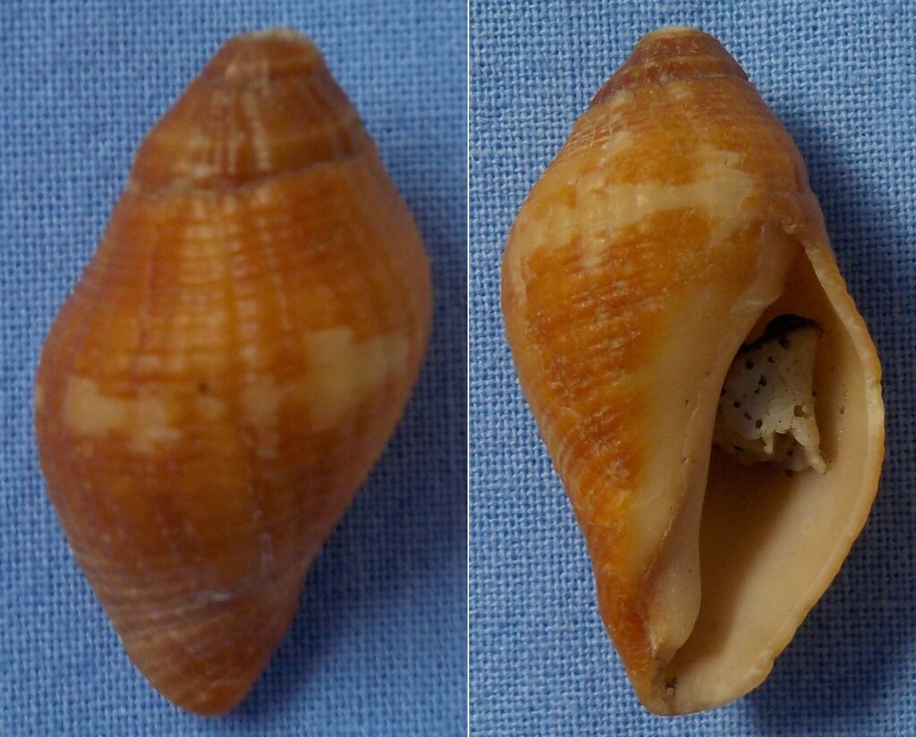 Nassa serta in May 2016 by vrebizant. 29 mm long. Less smooth surface ...