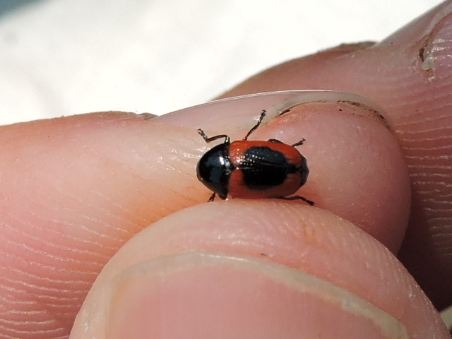 Cryptocephalus notatus from Tandy Hills Park, Fort Worth, Texas on ...