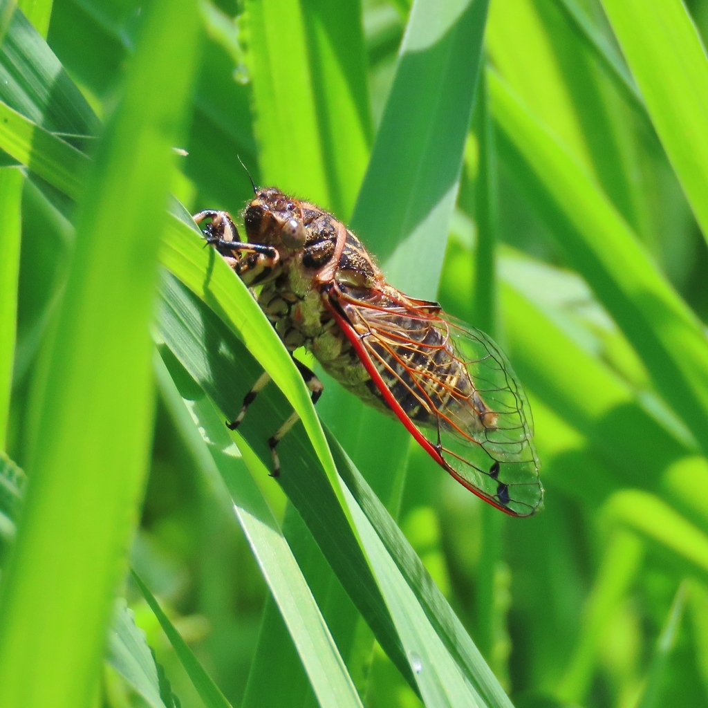 Golden Twanger from Pambula NSW 2549, Australia on January 27, 2024 at ...