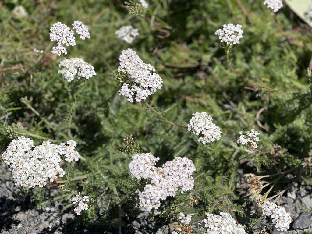 common yarrow from Great Alpine Rd, Hotham Heights, VIC, AU on January ...