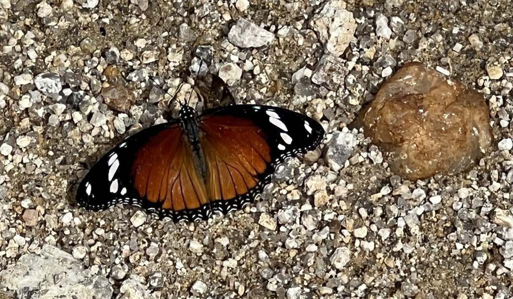 Danaid Eggfly from Meatu, TZ on January 27, 2024 at 10:24 AM by ...