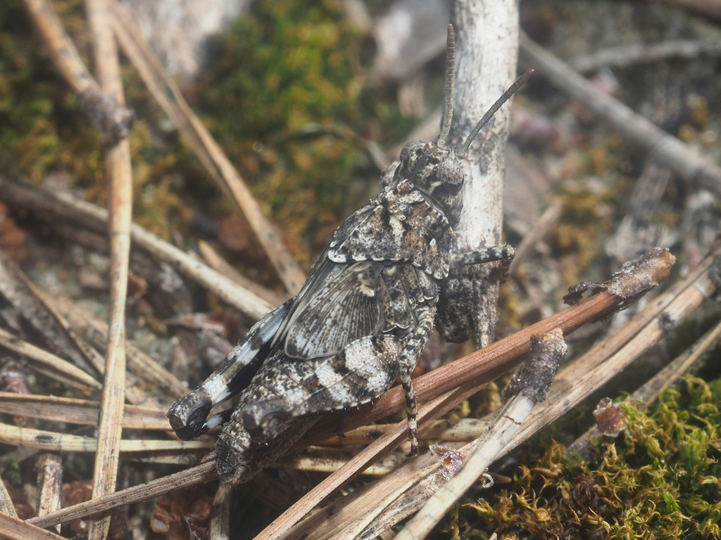 Blue-winged Grasshopper from Dürnbucher Forst, Siegenburg, Bayern ...
