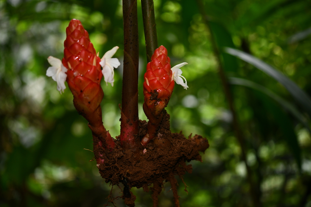 Zingiber neotruncatum in August 2022 by 丁洪波 · iNaturalist