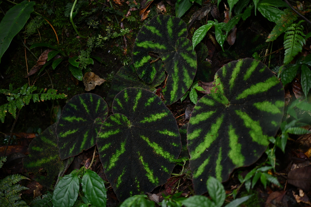 fairy-carpet begonia in August 2022 by 丁洪波 · iNaturalist