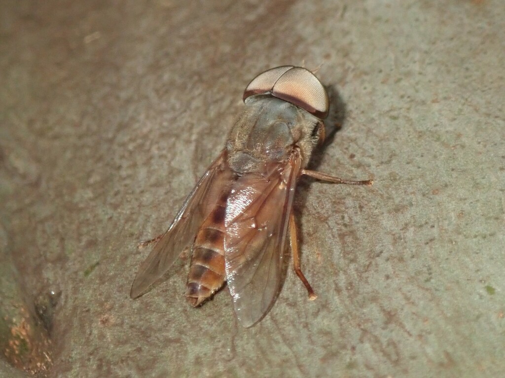 Tabanus australicus from Kilkivan QLD 4600, Australia on January 27 ...
