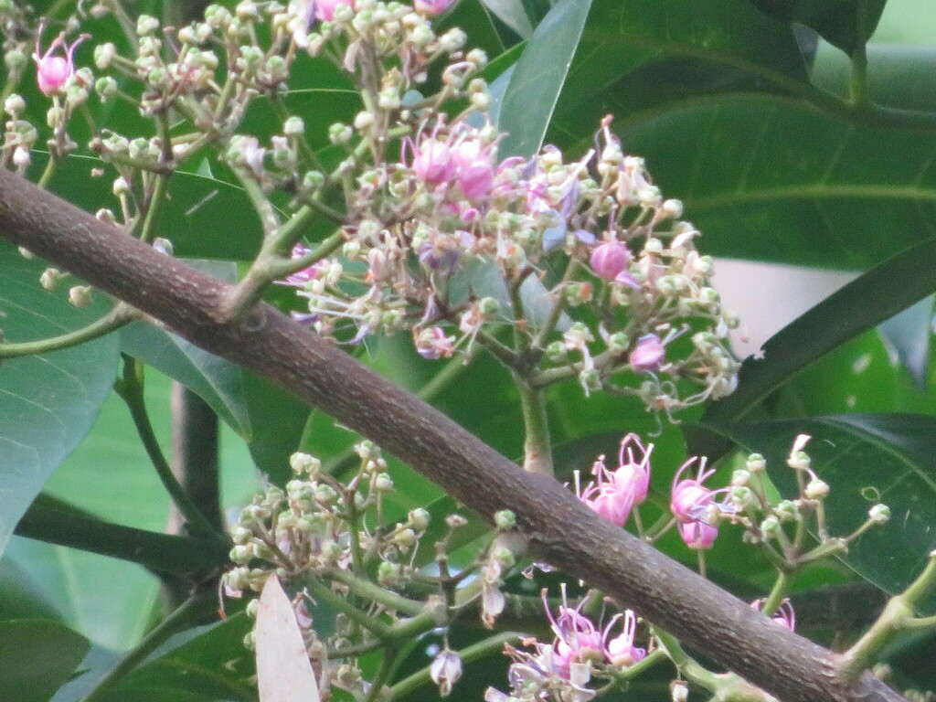 pink-flowered doughwood from Brisbane QLD, Australia on January 27 ...