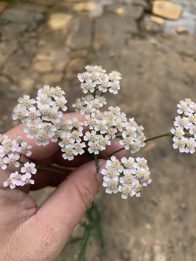 common yarrow from Newnes campground, State Mine Gully, NSW, AU on ...