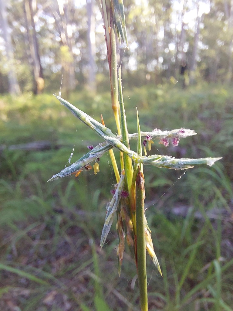 barbwire grass from Brisbane QLD, Australia on January 27, 2024 at 05: ...