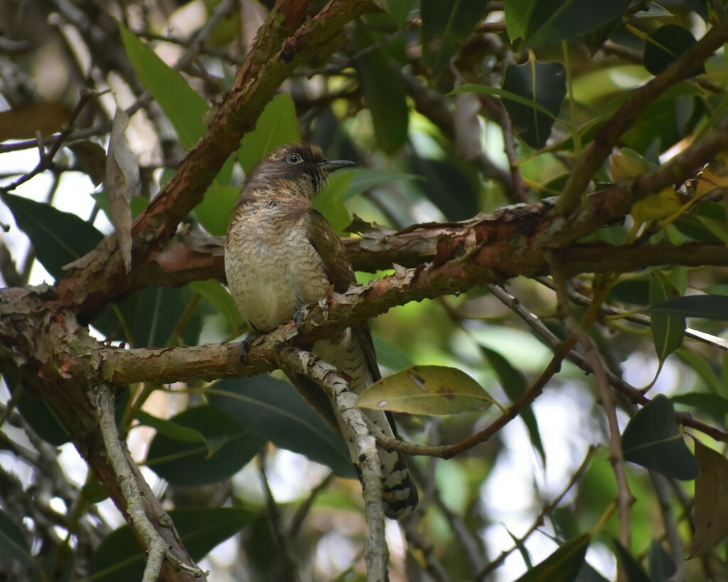 Klaas's Cuckoo from Garden Route District Municipality, South Africa on ...