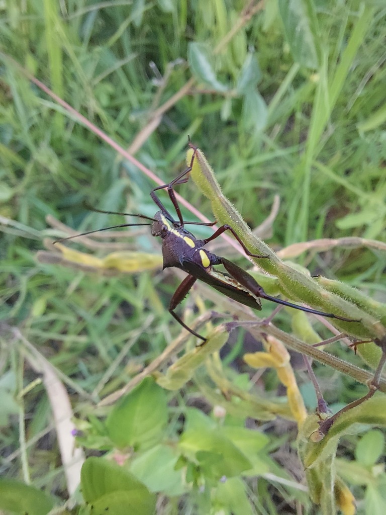 brown bean bug from Brisbane QLD, Australia on January 27, 2024 at 06: ...