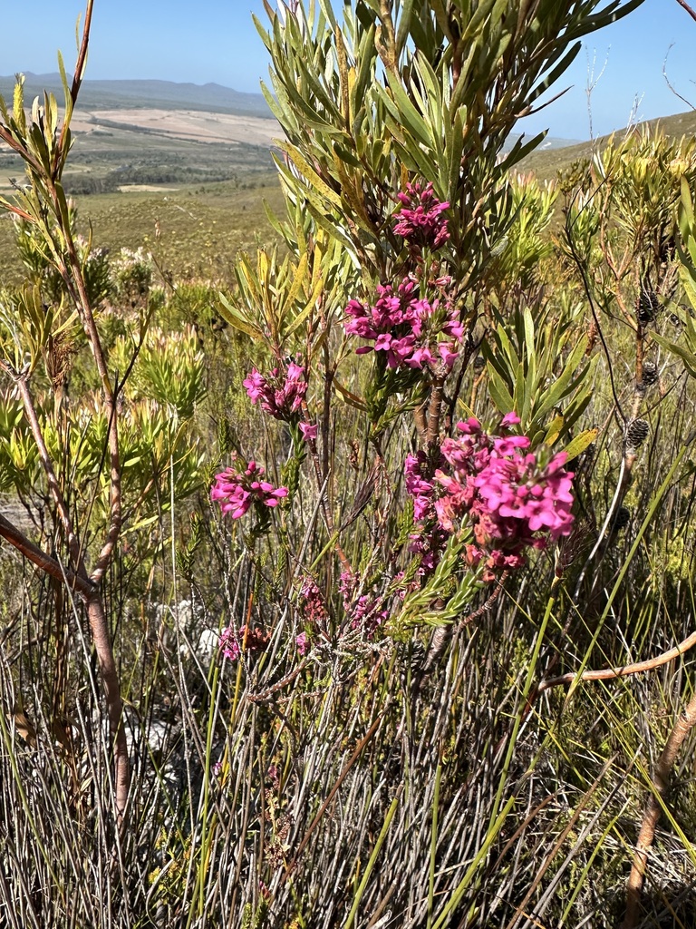 Agulhas Heath from Overberg District Municipality, South Africa on ...
