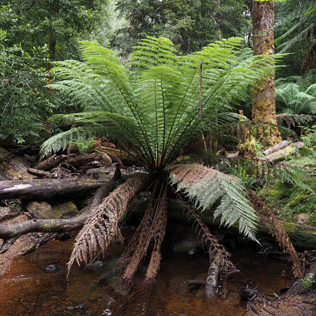 man fern from Castra Circuit, Nietta TAS 7315, Australia on January 20 ...