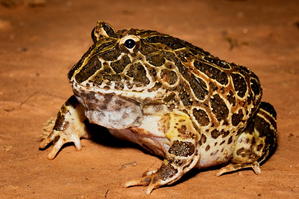 Chacoan Horned Frog from Belgrano, San Luis, Argentina on January 8 ...
