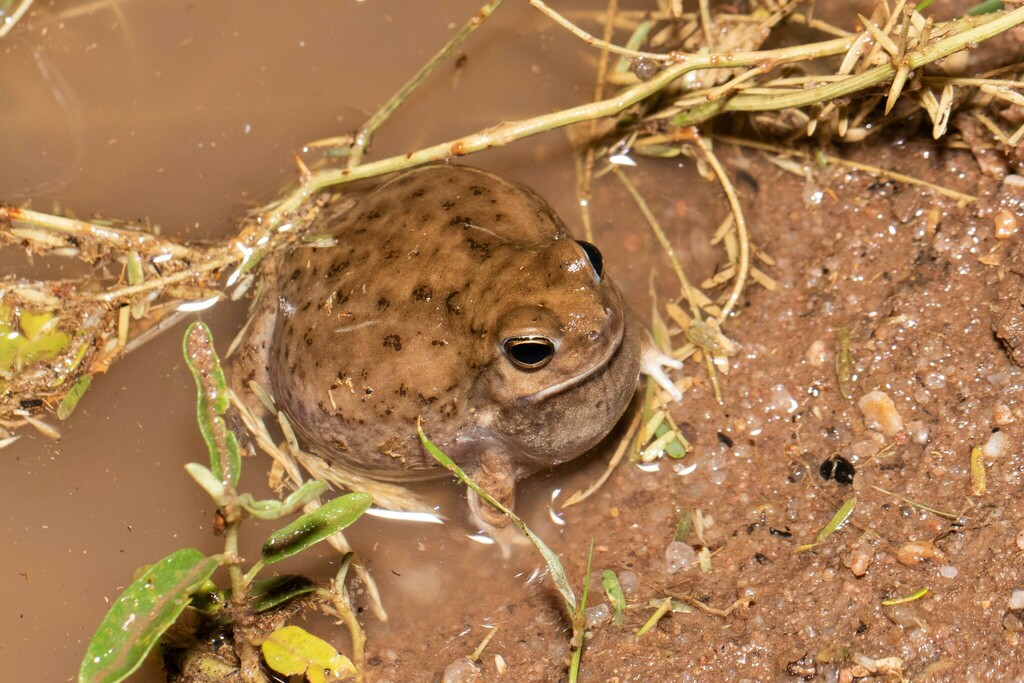 Guayapa's Four-eyed Frog from Reserva natural Quebracho de la Legua ...