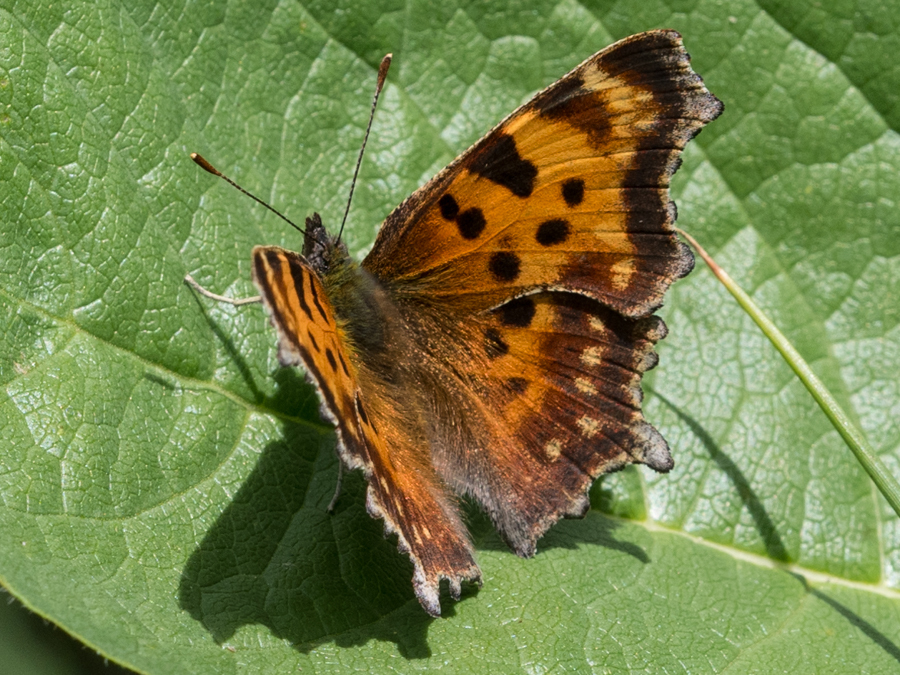 Green Comma from Pigeon Mountain, Kananaskis, AB T0L, Canada on August ...