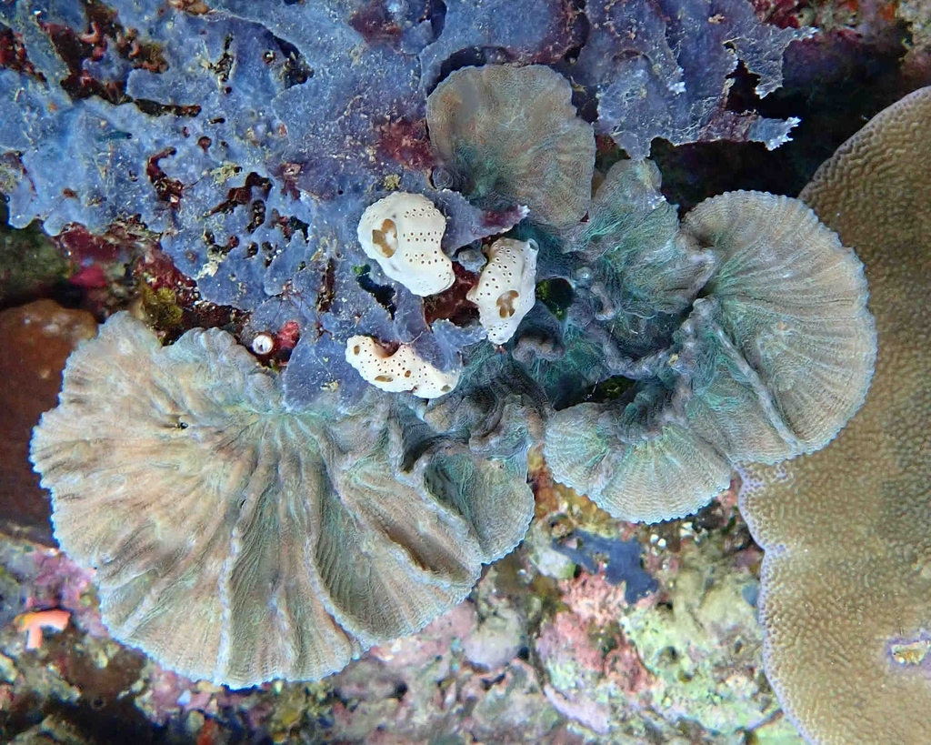 Pectinia in November 2023 by brutledge · iNaturalist