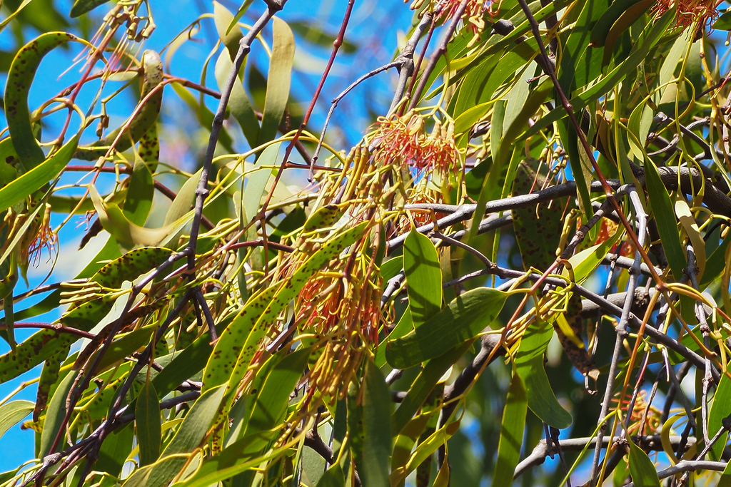 Box Mistletoe from Desert Camp CR, Marcollat SA 5271, Australia on ...