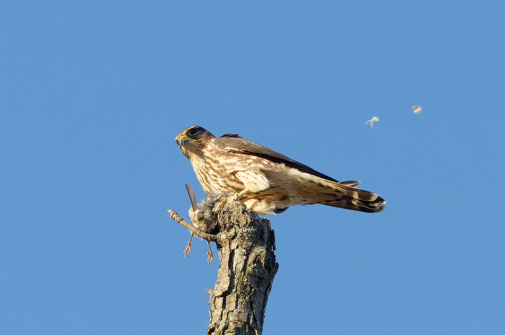 Merlin from Southwest, Washington, District de Columbia, États-Unis on ...