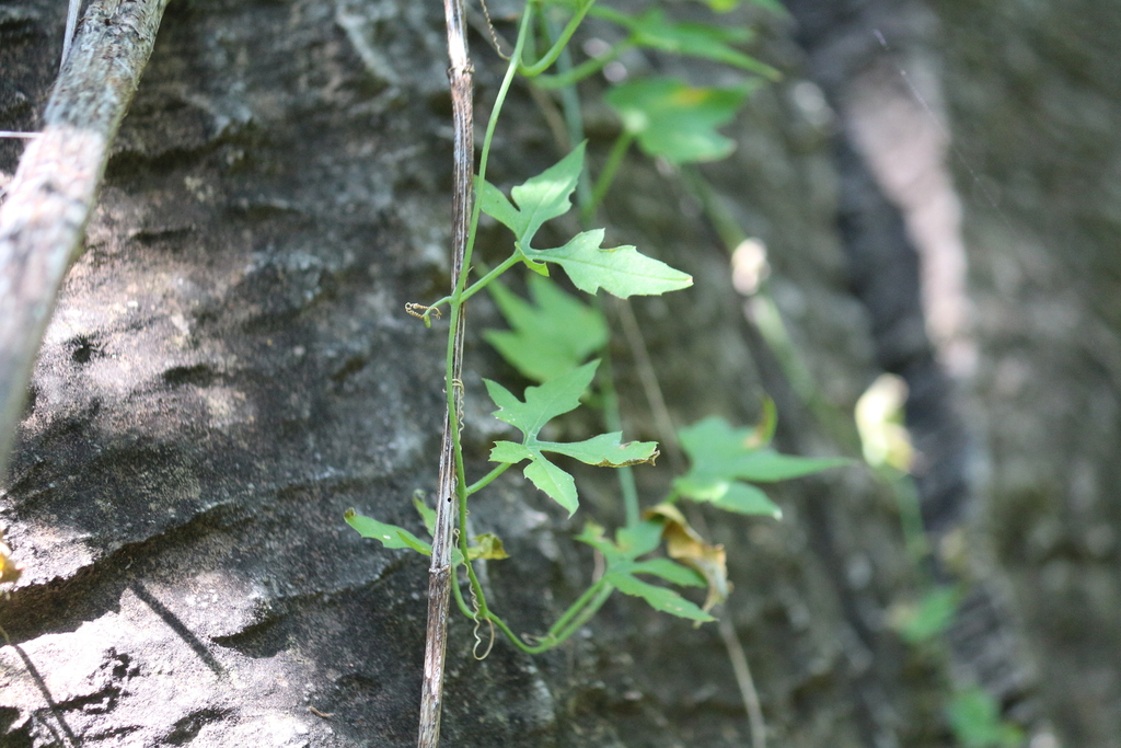 African Haap from West Rand District Municipality, South Africa on ...