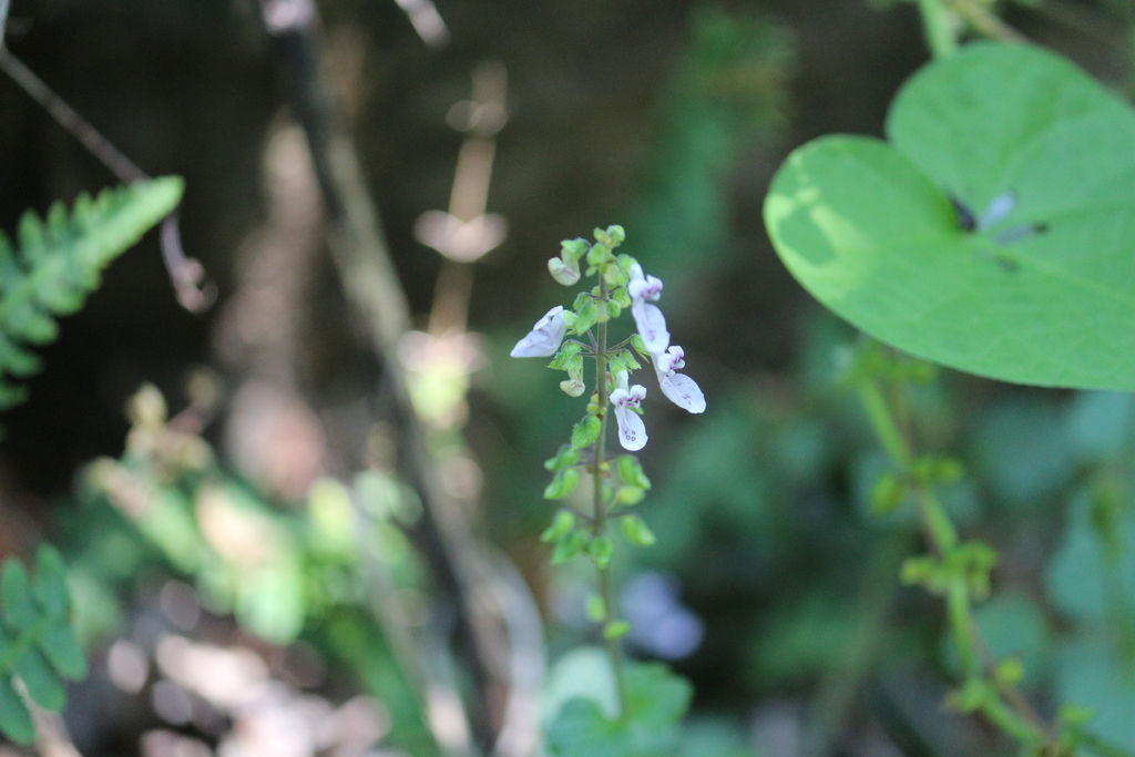 Thicket Spurflower from West Rand District Municipality, South Africa ...