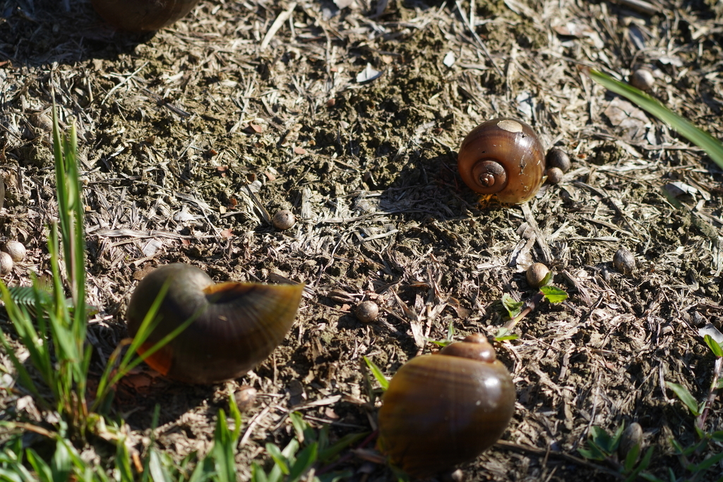 Island Apple Snail from Georgetown, Guyana on January 13, 2024 at 02:32 ...