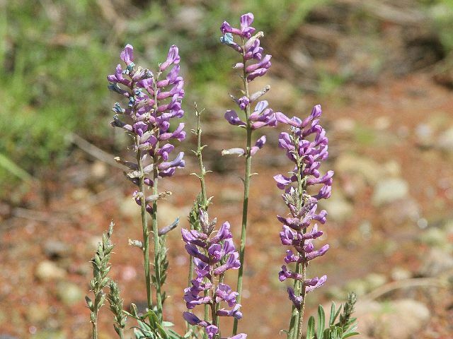 Lambert's Locoweed from Rustler Park, Arizona 85632, USA on August 5 ...
