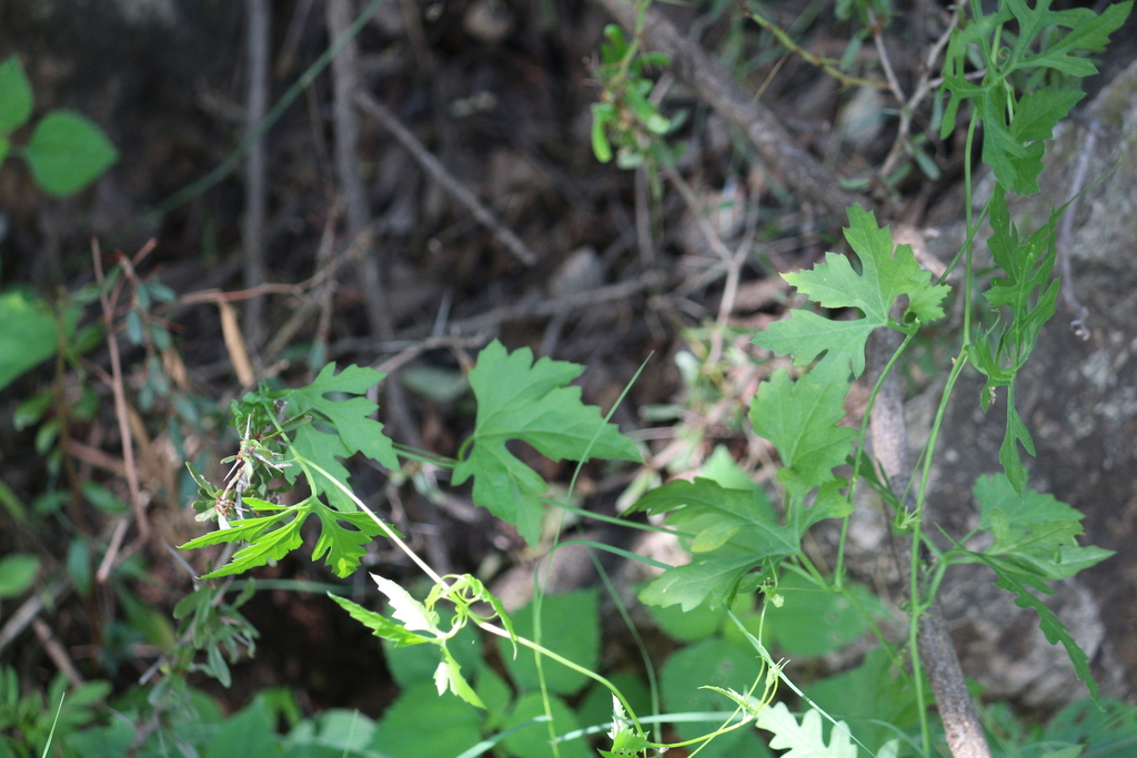 African Haap from West Rand District Municipality, South Africa on ...