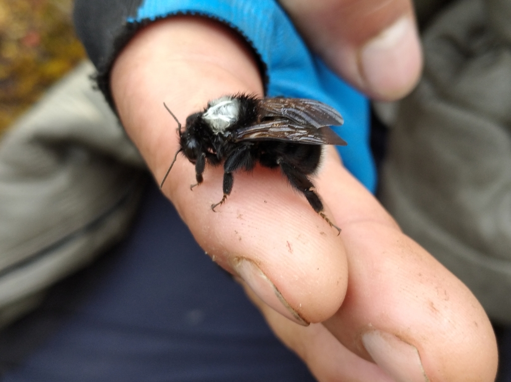 Gray-backed Bumble Bee from Jimbura, Ecuador on January 6, 2024 at 05: ...