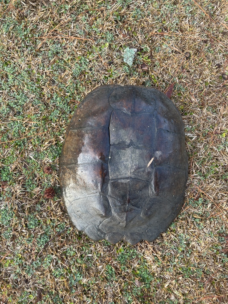 Common Snapping Turtle from Bay Dr, Chocowinity, NC, US on January 27 ...